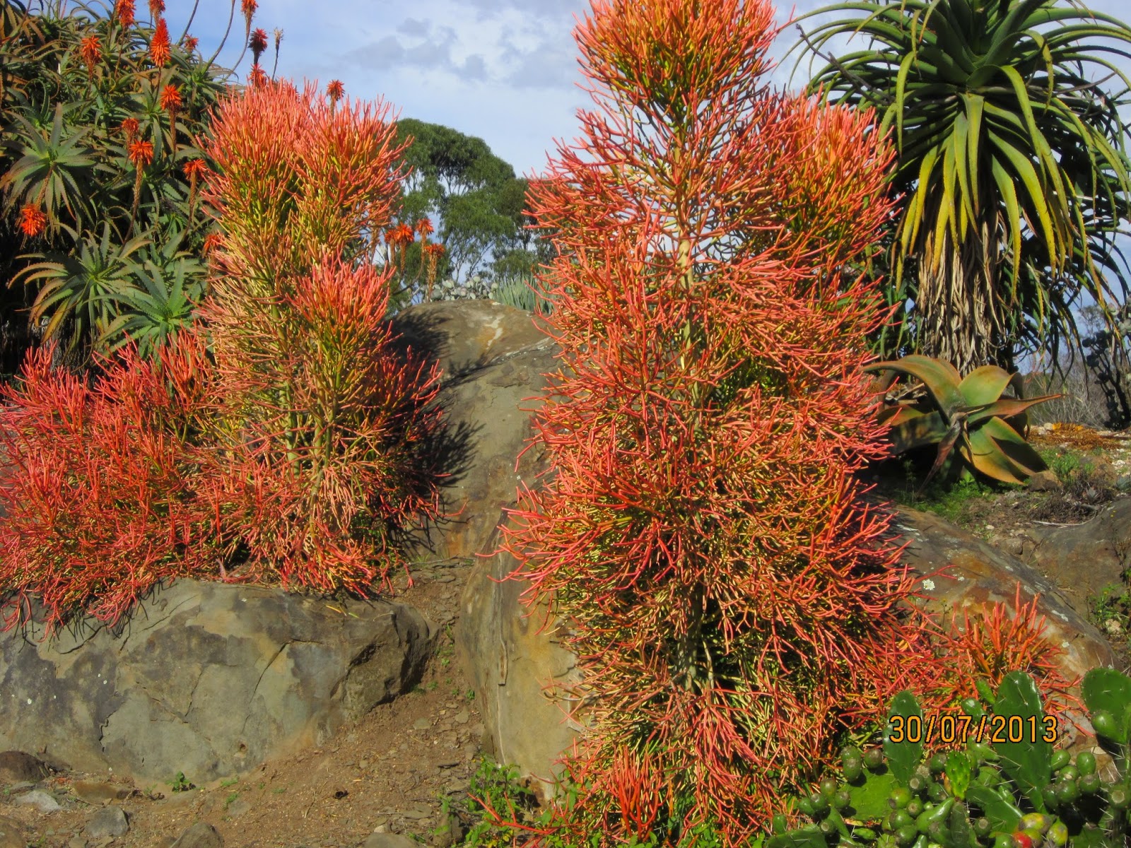 The Niche Nursery: A Stroll Around The Gardens.