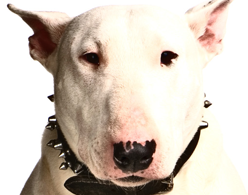 MorsoRosso: Il CANE CON IL MORSO PIU' POTENTE