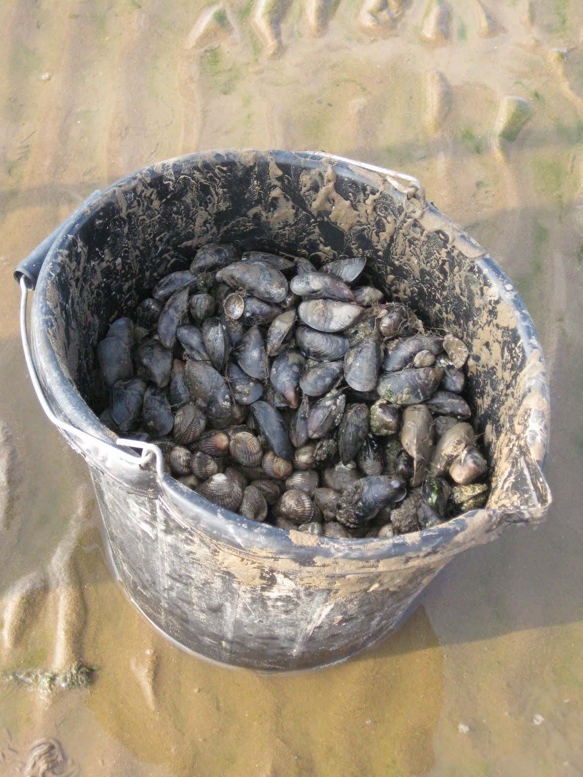jem-goodgreef: Bucket full of Mussels & Cockles from The Wash , Norfolk