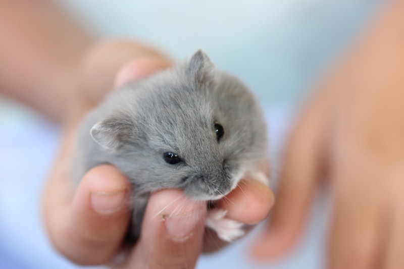 Campbell Blue ( Hamster Gallery )