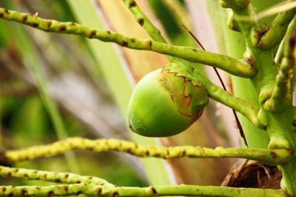 This Small Tender Coconut Fruit can heal Kidney, Liver Psoriasis, Heart ...