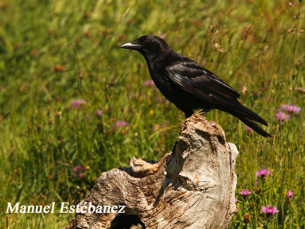 Miradas Cantábricas: Corneja (Corvus corone)