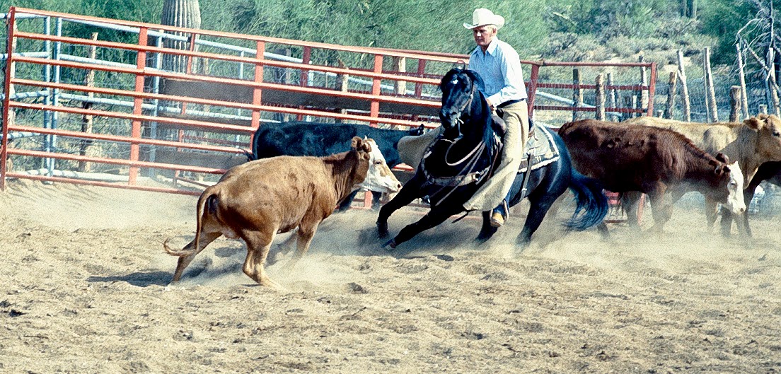 The Old Cowboy and Photography: Cutting Horses I Have Known