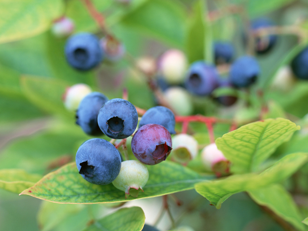 Herb - Plante medicinale: PLANTE MEDICINALE : AFINUL - BLUEBERRIES