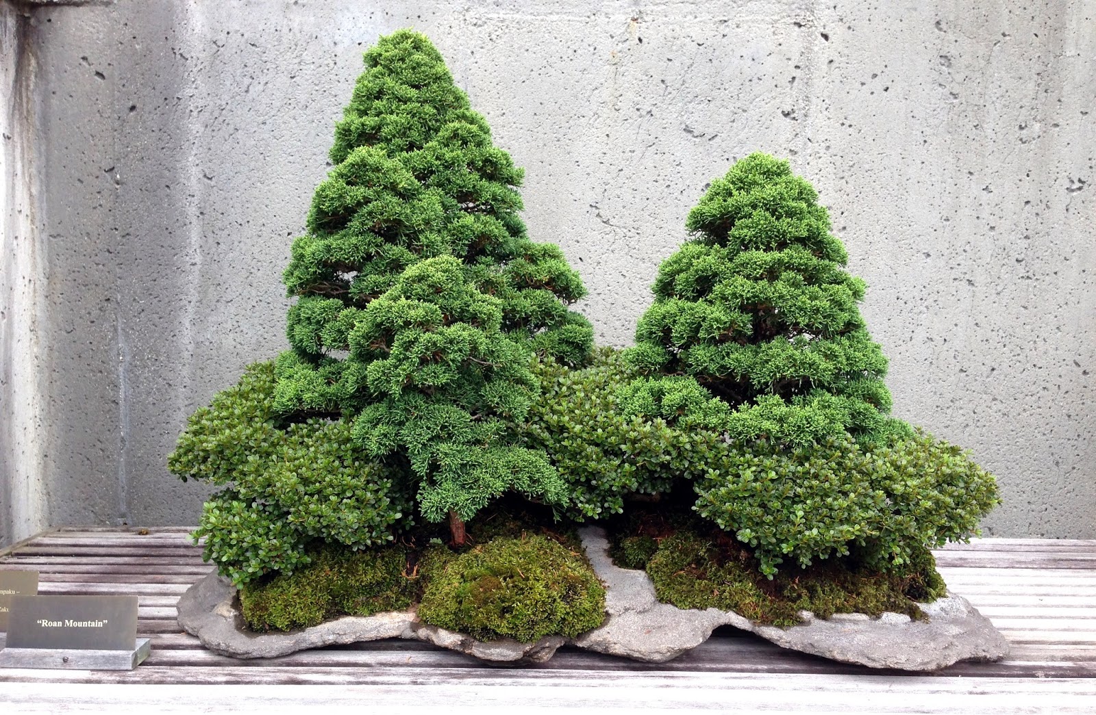 Branch Work: North Carolina Arboretum's Bonsai Exhibition Garden