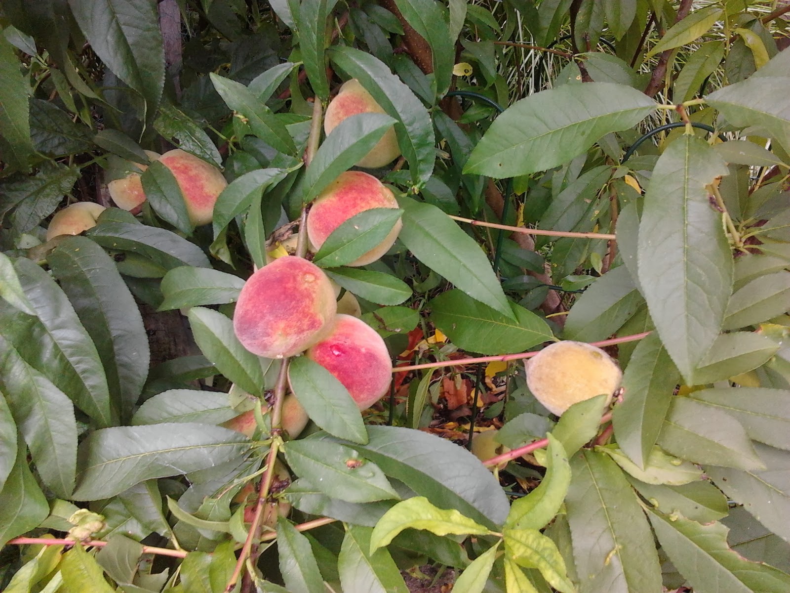 Thoughts of an Aussie Litho Pagan (Romuvis): Alphabet of Romuva from ...