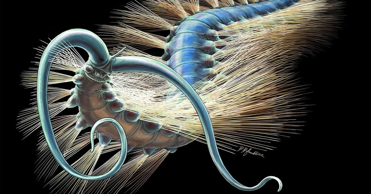 Species New to Science: [Paleontology • 2018] Kootenayscolex ...