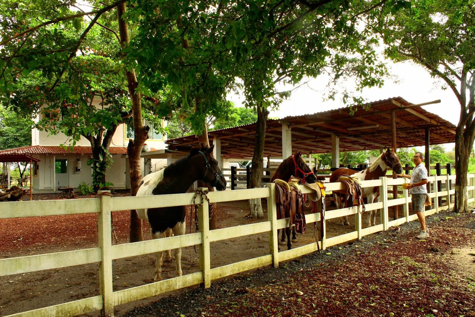 RANCHO "LOS ANGELITOS": Nuestros animales