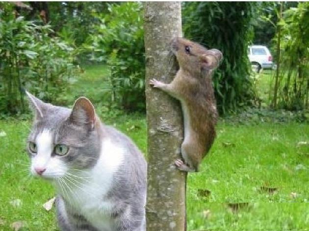 A medio camino.: Encarrerado el ratón