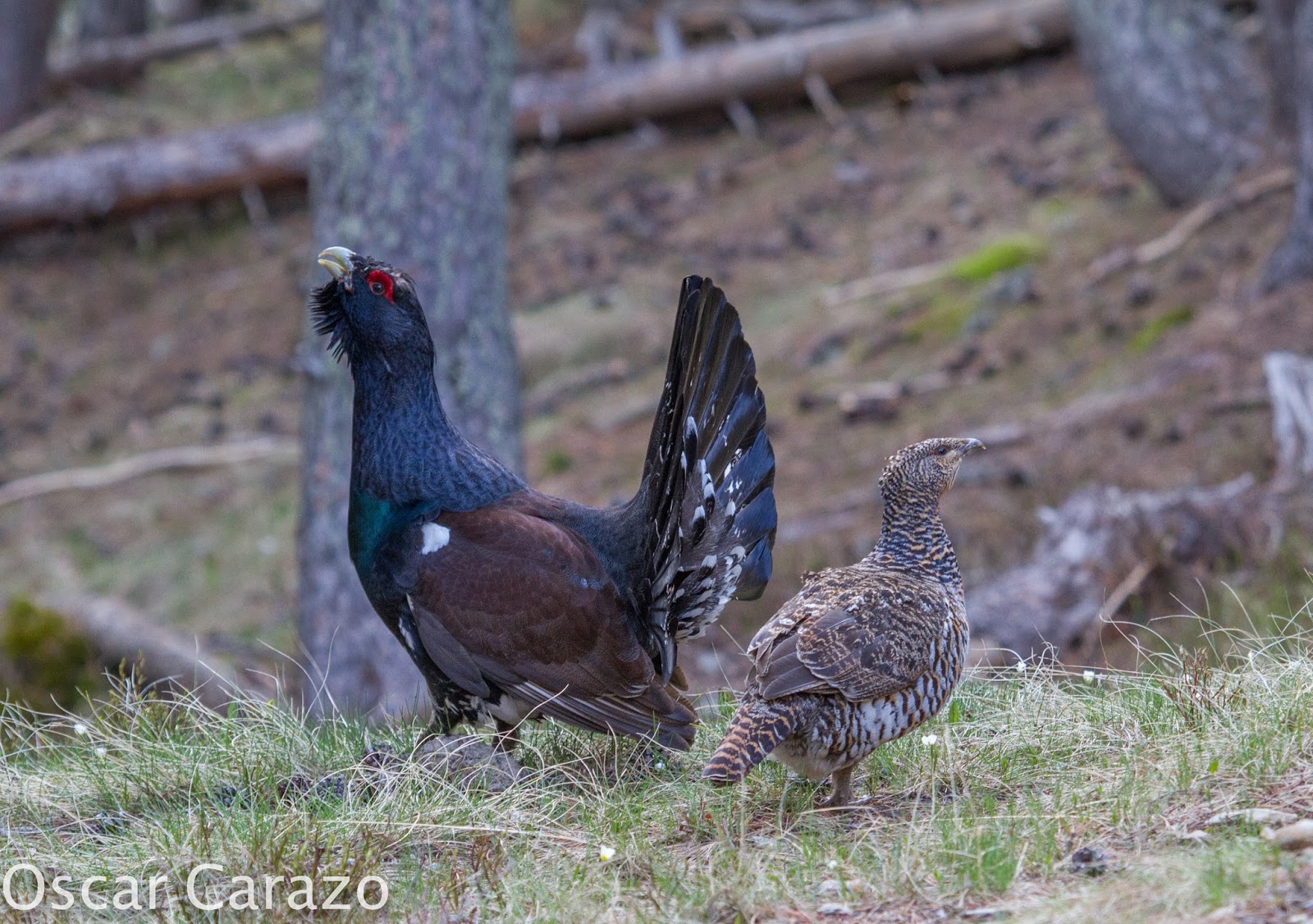 AVESANTURTZI: OTRO SUEÑO CUMPLIDO: UROGALLO PIRENAICO