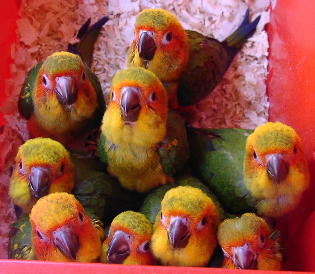 Bird Directory: Sun Conure