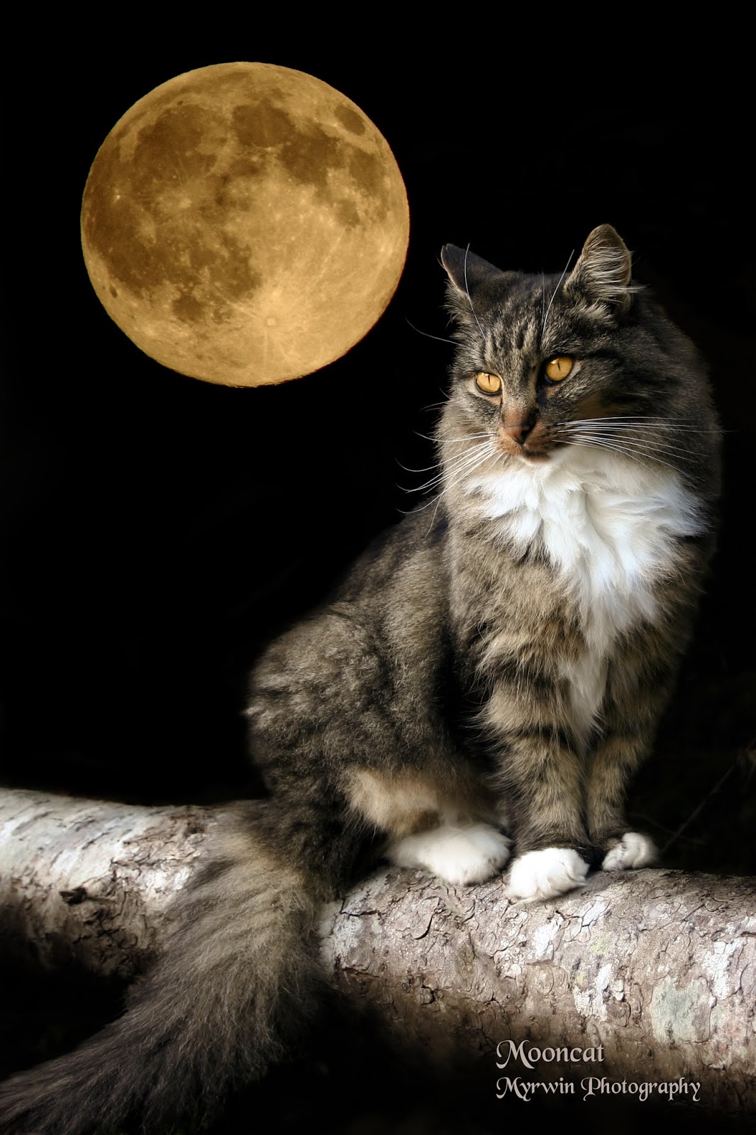 Myrwin: Mooncat