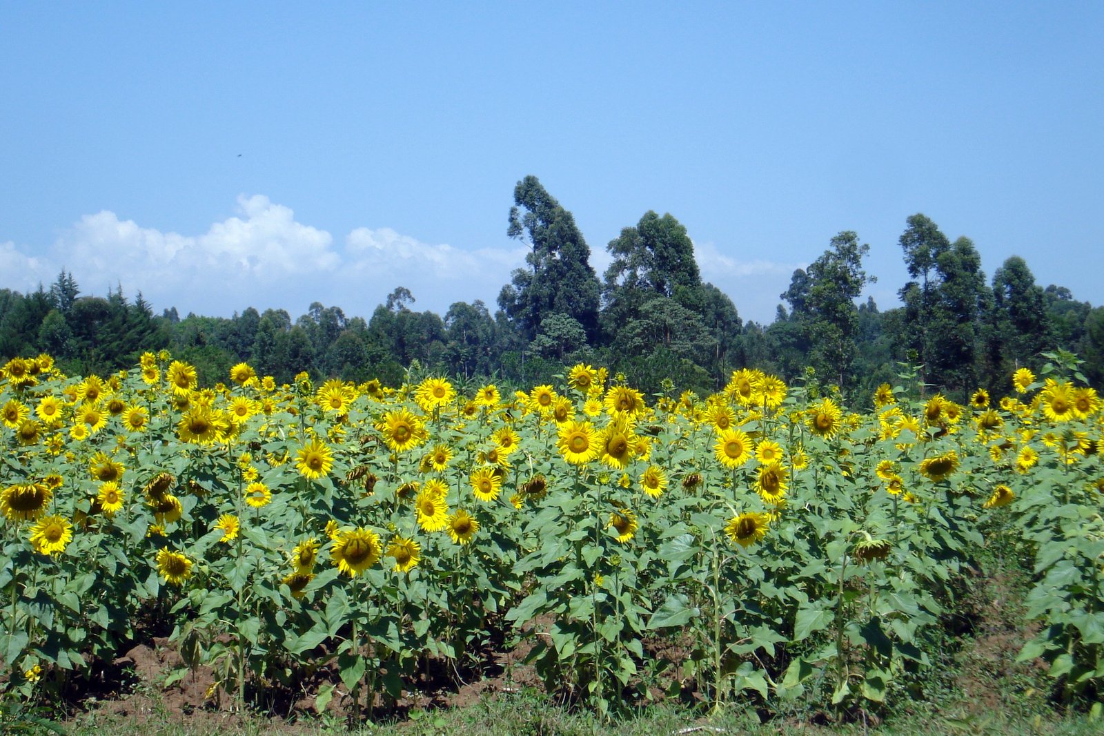 Jon and Marianne Hunter in Kenya: Christmas, Kitale, and Sunflowers