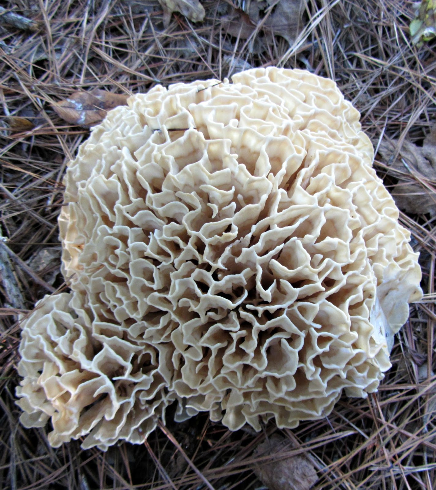 Using Georgia Native Plants