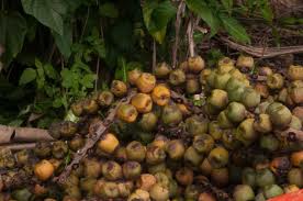 Hijaunya Alam Ini: Pokok kabung
