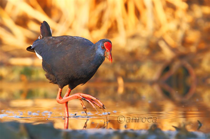 Visionatura: Calamón común, una historia de supervivencia