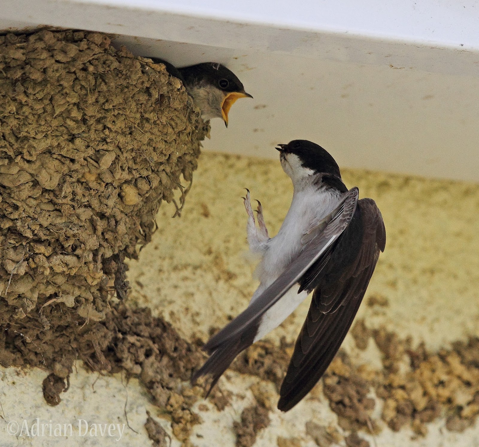 Adrian Davey Wildlife Photography Diary: House Martins