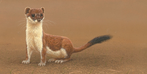 A Day In the Life of a Wildlife Artist: A skating stoat!