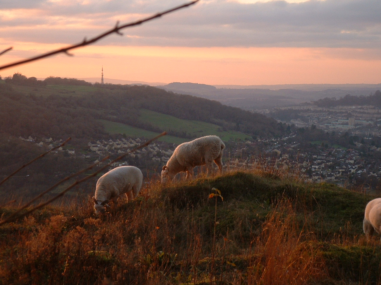 Brown's Folly Sheepwatch: Sheep at Sunset by John Lewis