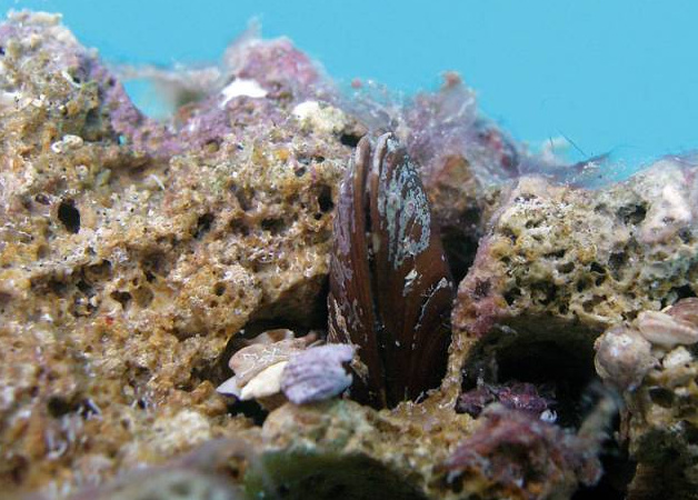 Morski: Periska i prstac