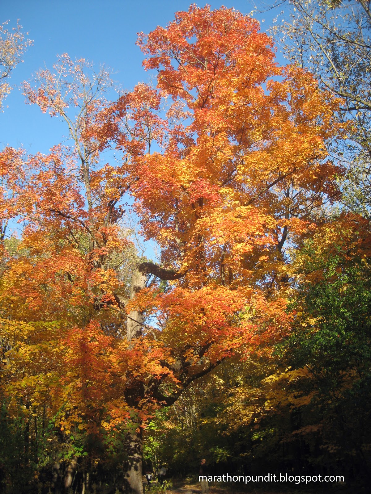 Marathon Pundit: Morton Grove fall colors: Maples and sunset oaks