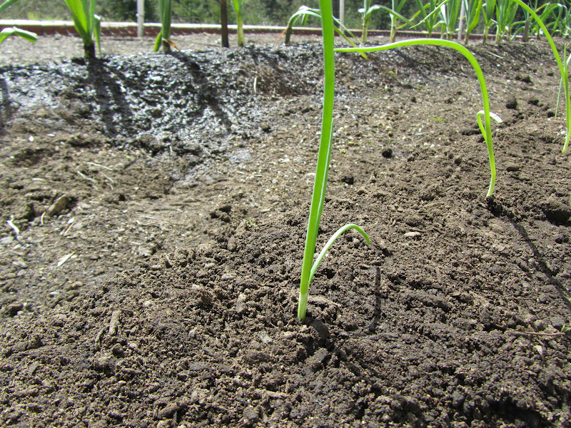 Four Hills of Squash: Planting the Spring Vegetable Garden