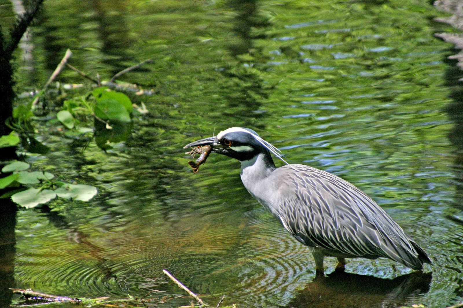 World Bird Sanctuary: Bill Size and Shape