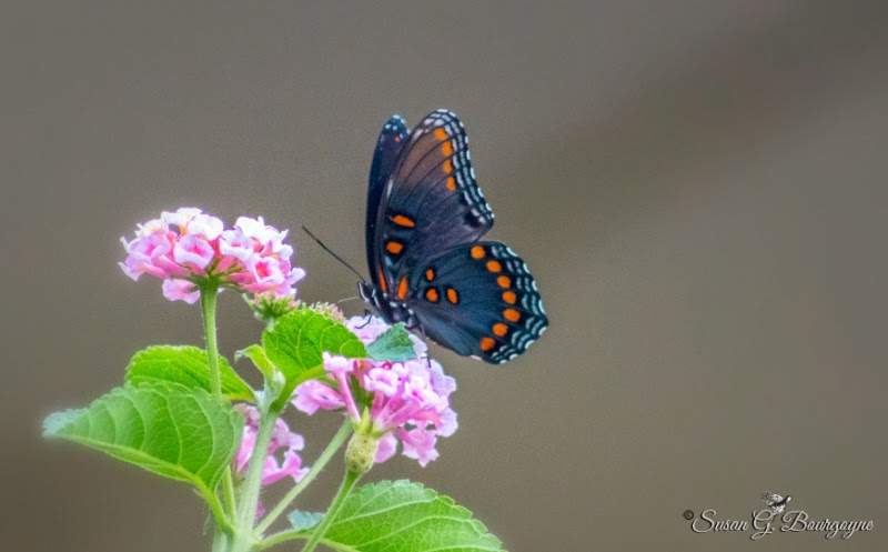 A Breath of Nature: Red-Spotted Purple Butterfly