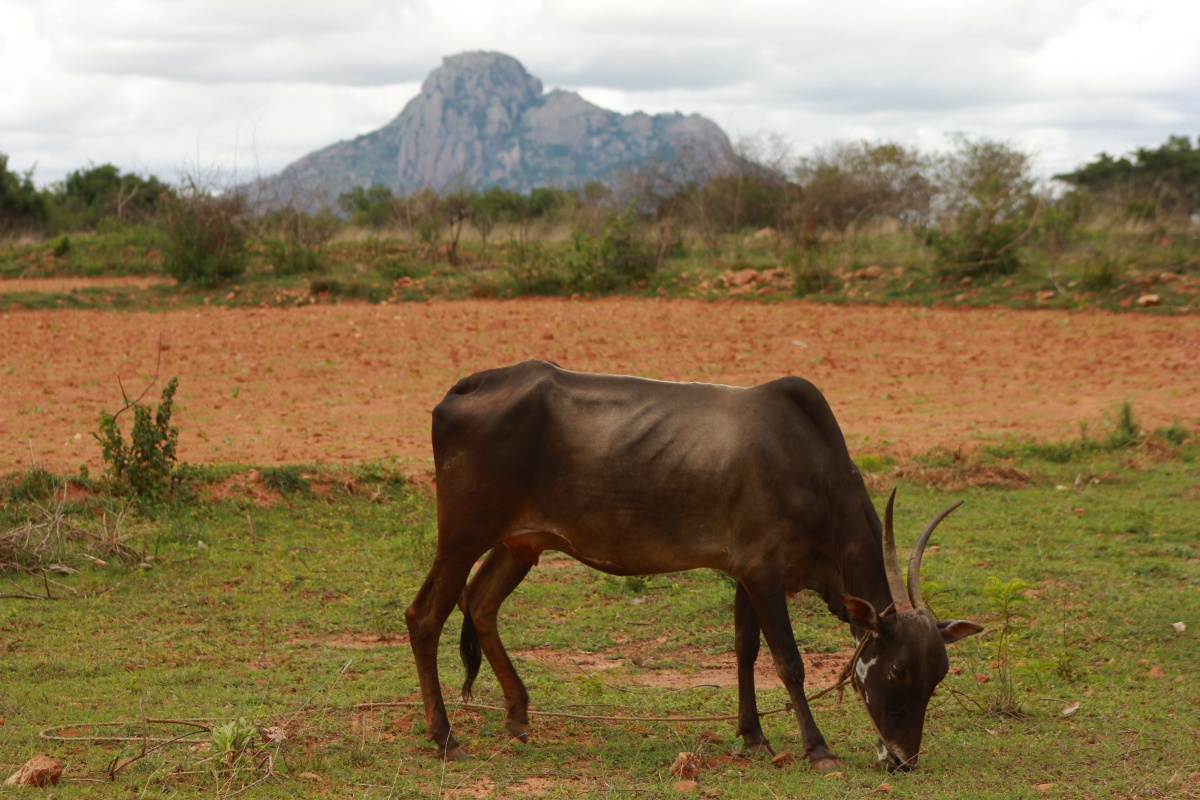 Journeys across Karnataka: Chikkanna & Thimmakka's Saalu-Maragalu