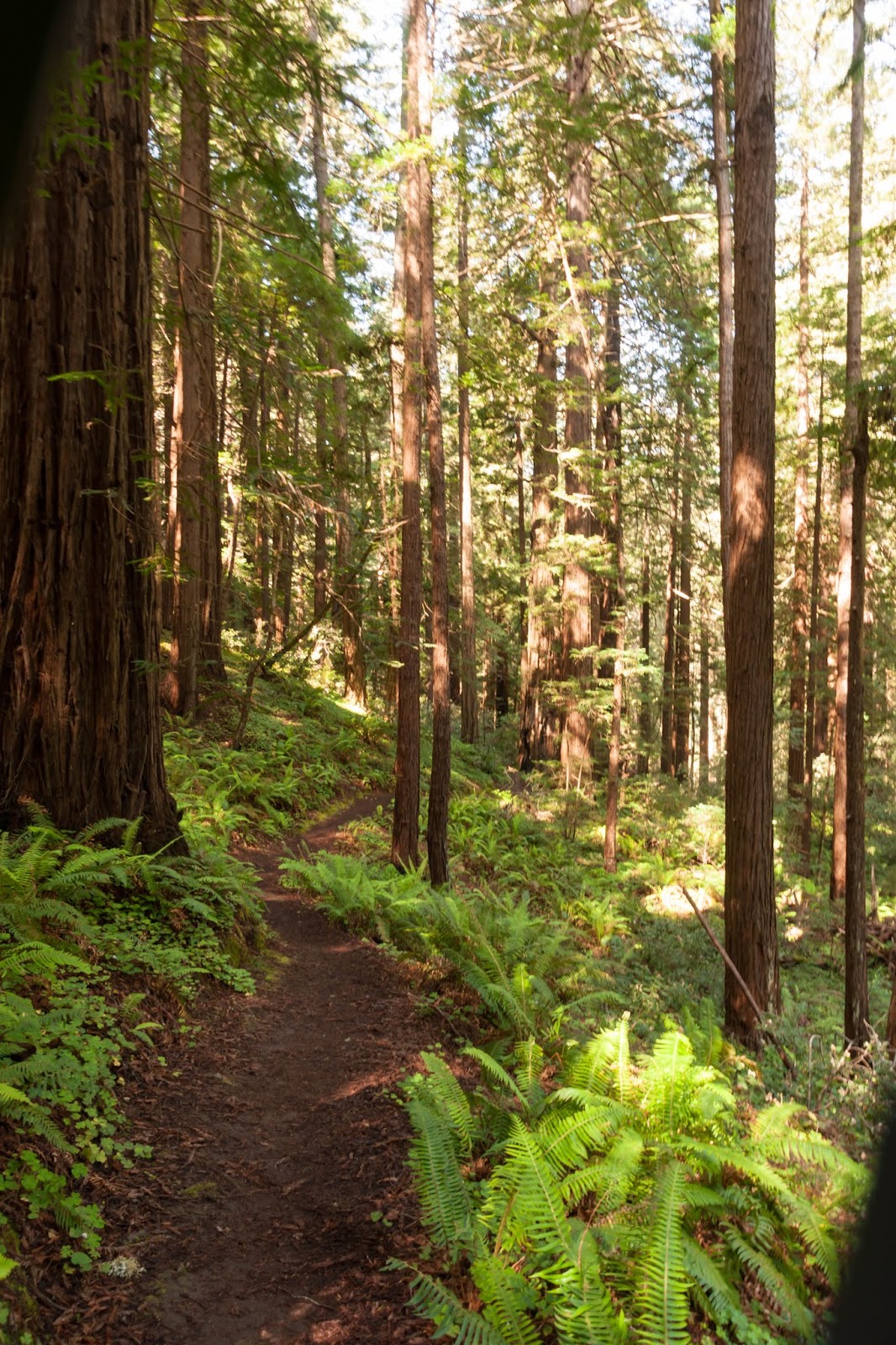 Butano State Park (California / USA)