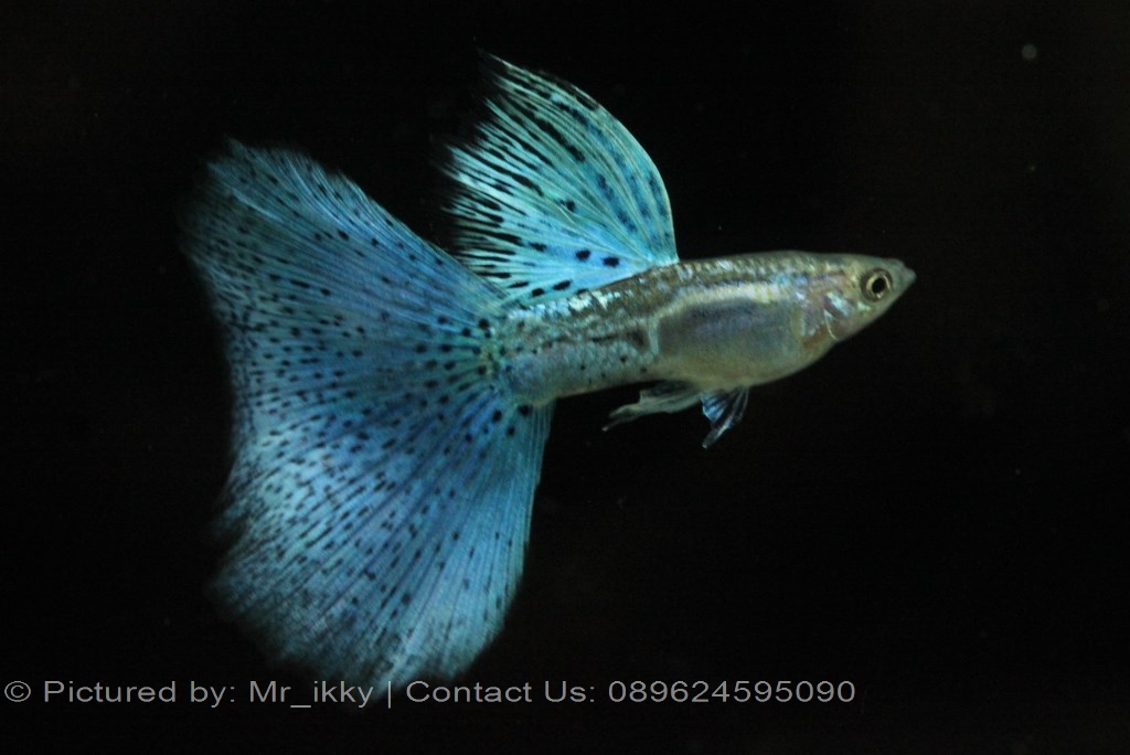Guppy Blue Grass | Hewan Indonesia dan Jual Beli