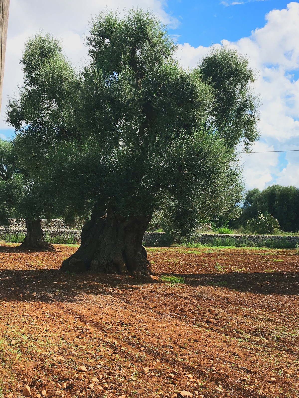 10 Reasons You Need To Visit Puglia - Corinna B's World