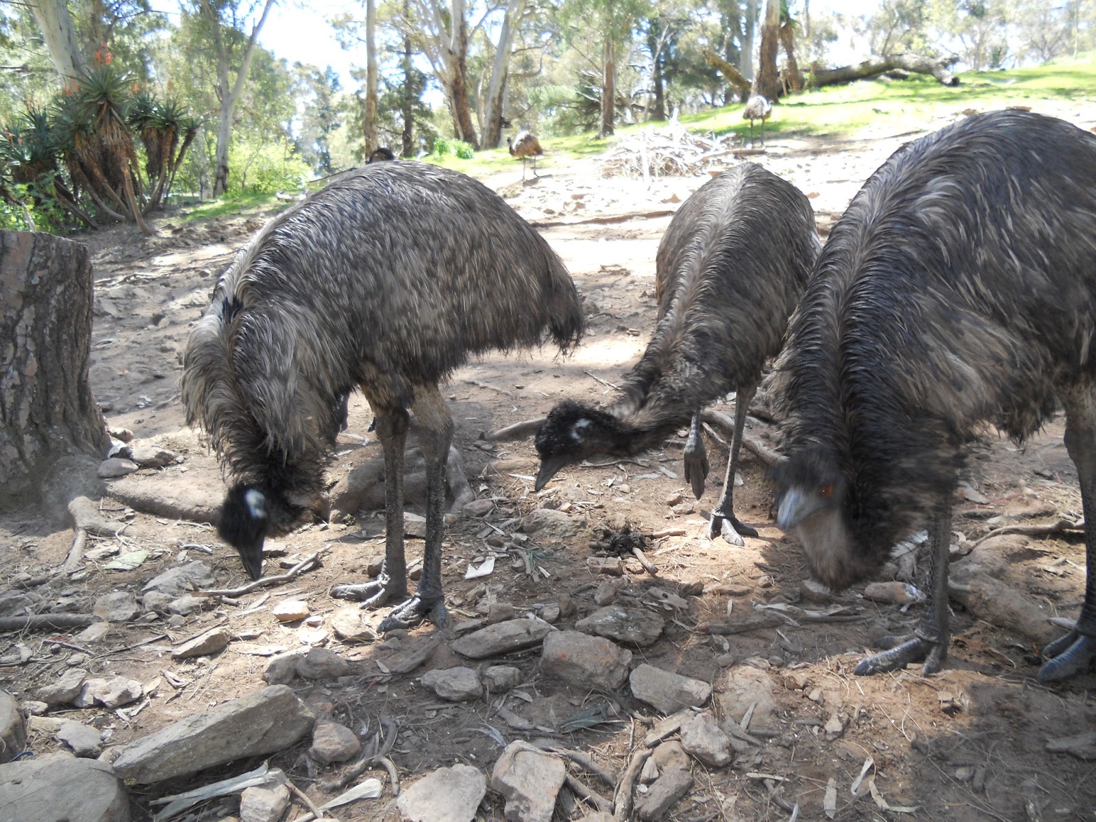 The Haunts Of Adelaide: History, Mystery and the Paranormal: Humbug ...