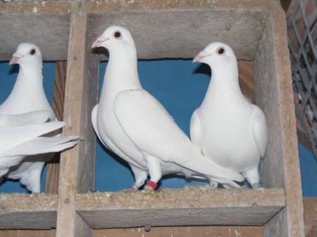 Birds Pigeons Pakistan: White Racing Pigeon