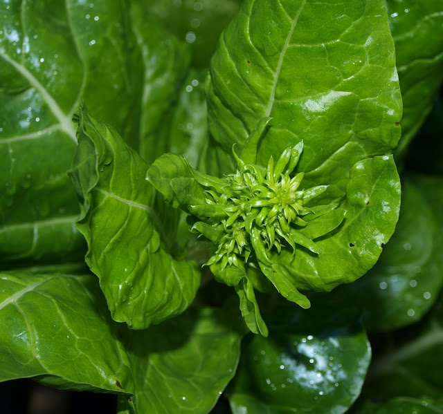 Mark's Veg Plot: July colour