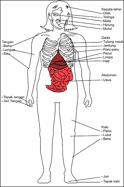 honeyhaniyati: MARI KITA MENGENALI TUBUH BADAN KITA