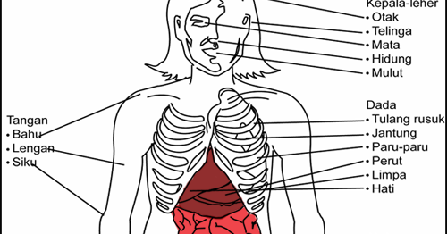 honeyhaniyati: MARI KITA MENGENALI TUBUH BADAN KITA