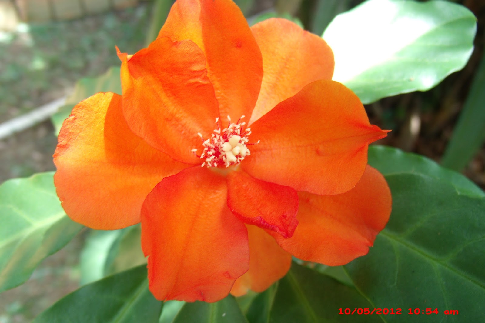 Fauna e Flora da Amazônia: Flor da Capa