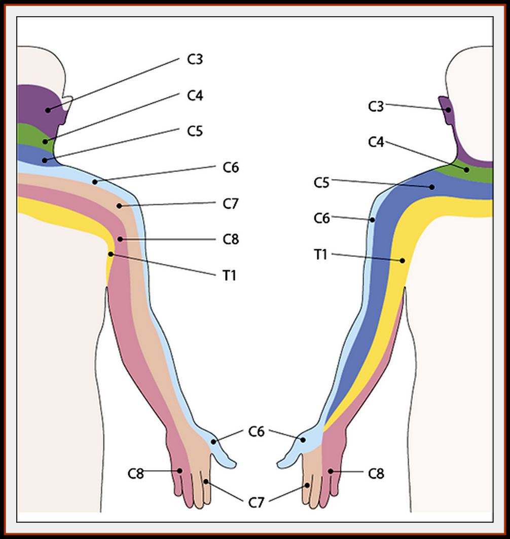 truthlady3: Dermatomes Dermal Segmentation