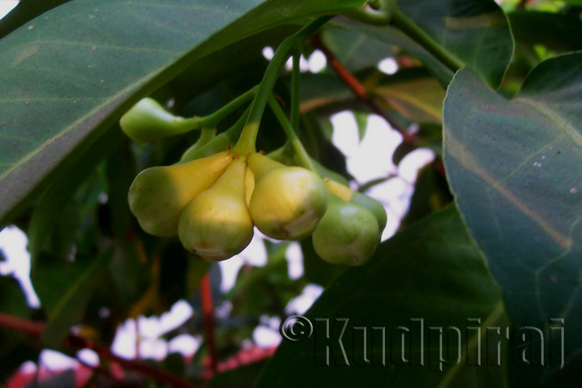 Kudpiraj's Garam Tawa: Seasonal Fruits from Private Lands