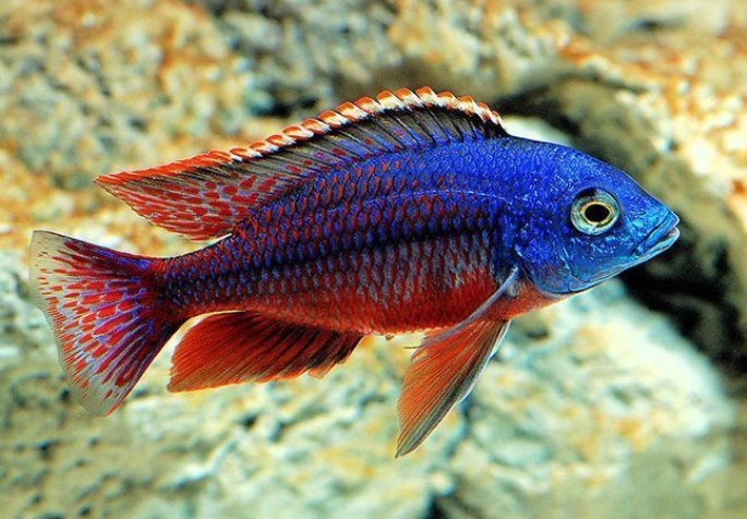 馬拉水族 Lake Malawi Cichlids