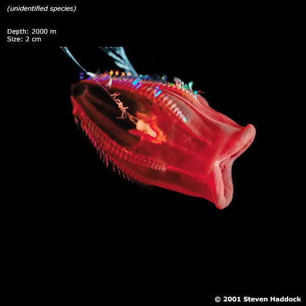 Greenwichdiving: Criaturas abisales: Mostruos de las profundidades