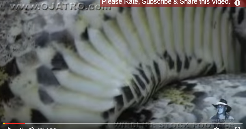 Python eats Alligator 02, Time Lapse Speed x6 - prumphearin