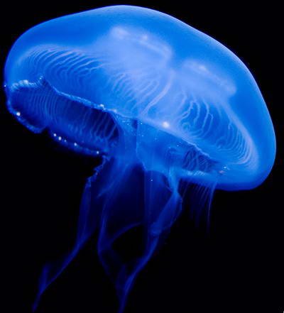 Sengatan Obor-Obor Boleh Membawa Maut