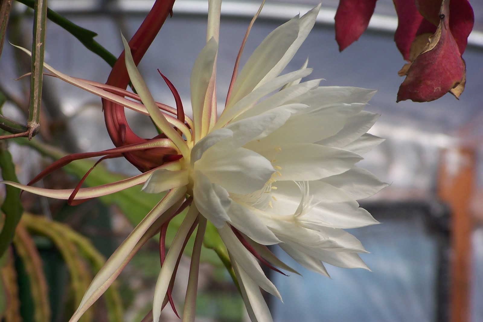Oregon Cactus Blog: Epiphyllum oxypetalum