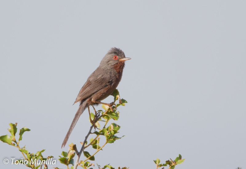 Aves de Navarra/Nafarroako hegaztiak: Las currucas rabilargas del Boyeral