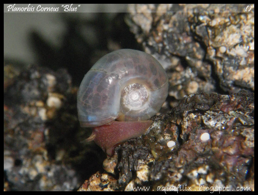 Aquafilix: Planorbis Corneus (Planorbarius Corneus)