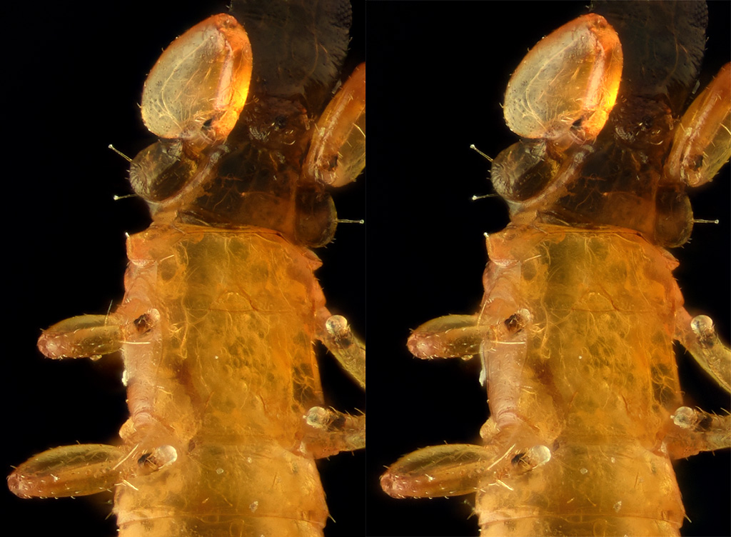 ムシをデザインしたのはダレ？: 笹と鞘の隙間 / その驚く光景 -その5-