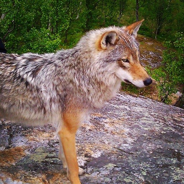 Beyond the Arctic Circle in Northern Norway