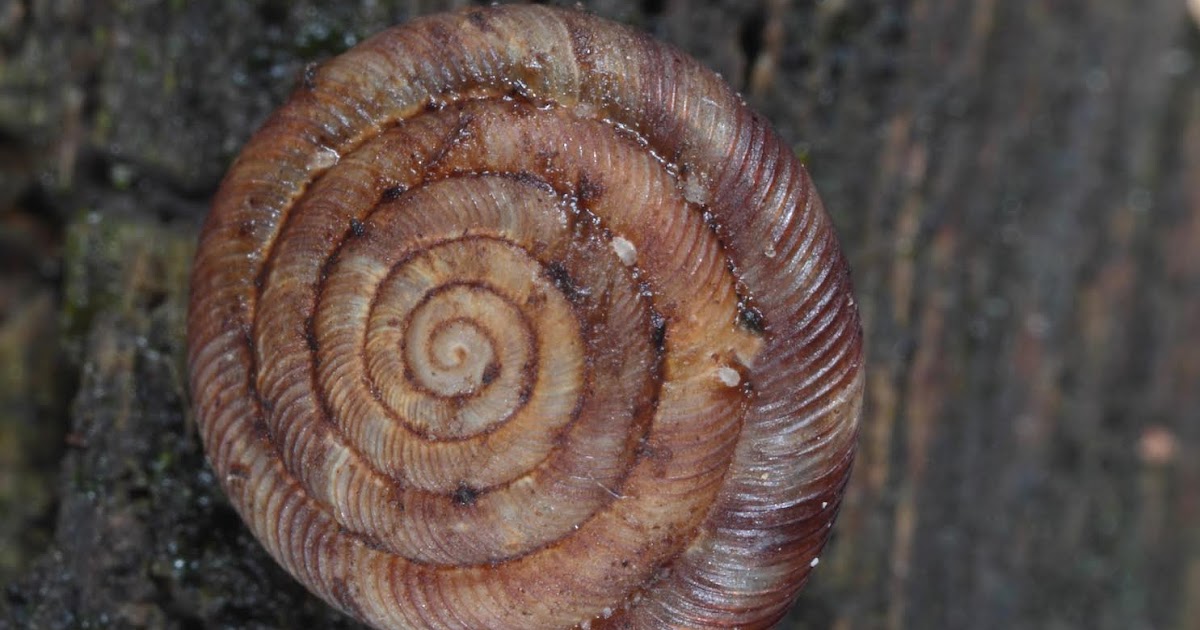 Parco del Ticino : Discus rotundatus